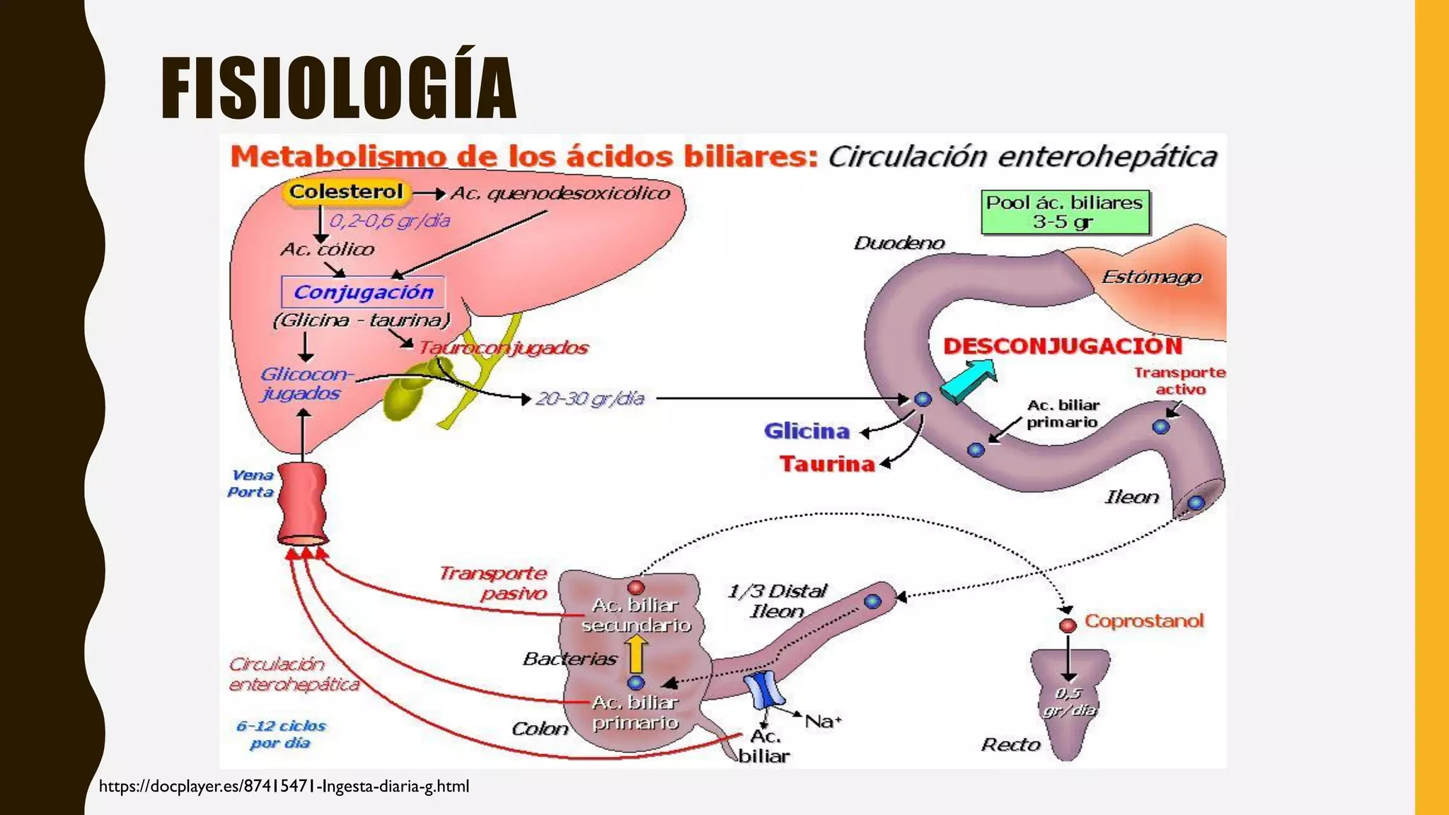 Colestasis intrahepática del embarazo | PDF | Pregnancy | Reproductive ...