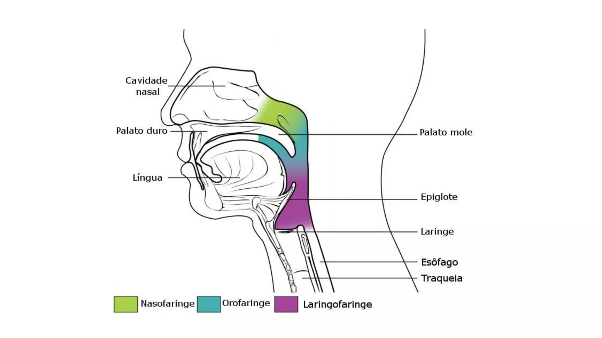 COLETA DE SECREÇÃO DE OROFARINGE,.pdf