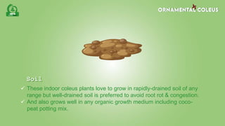 Coleus scutellarioides | PPTX