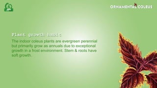 Coleus scutellarioides | PDF