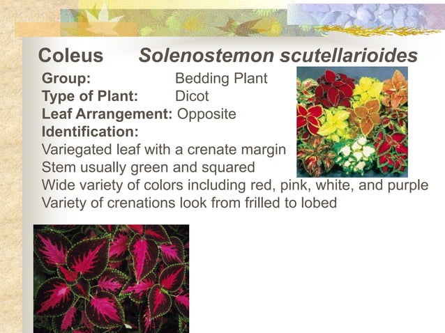 Coleus show | PPTX