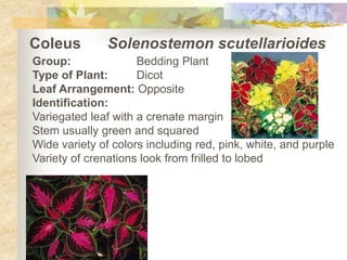 Coleus Show | PPTX