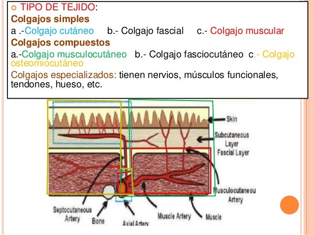 Colgajos cutaneos expo