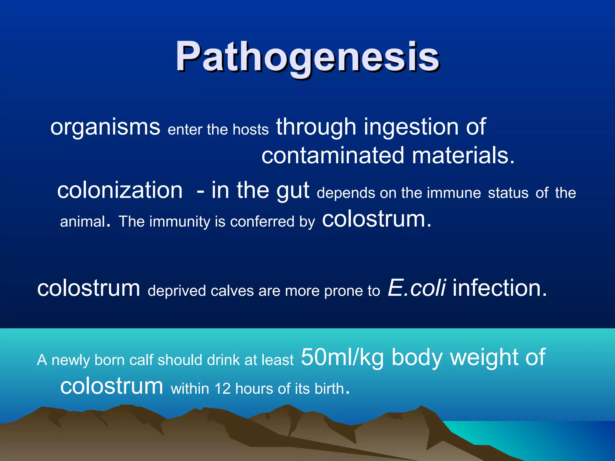 Colibacillosis | PPT