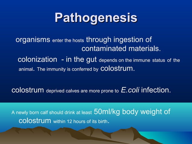 Colibacillosis | PPT | Digestive Disorders | Diseases and Conditions