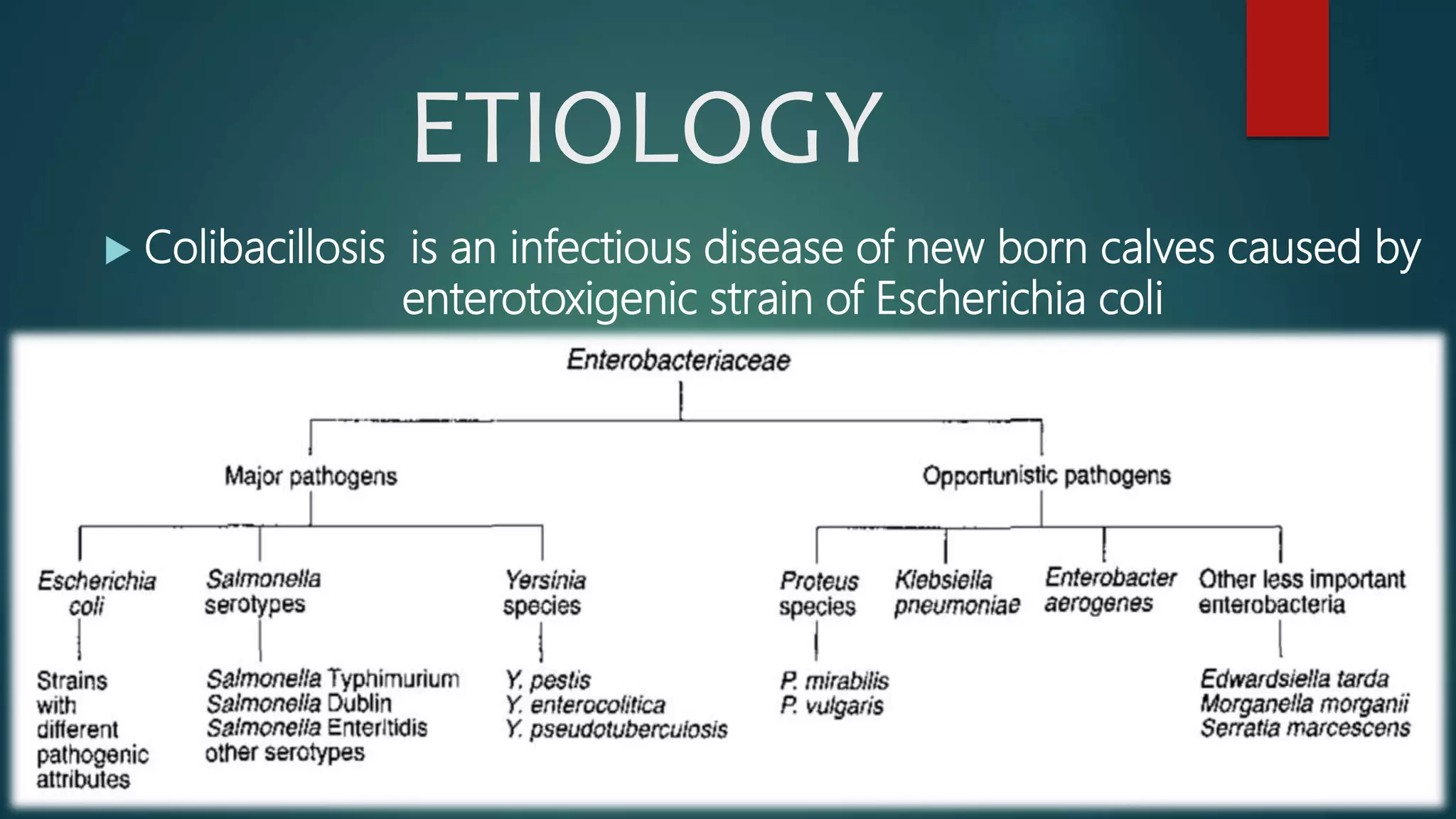 Colibacillosis | PPTX