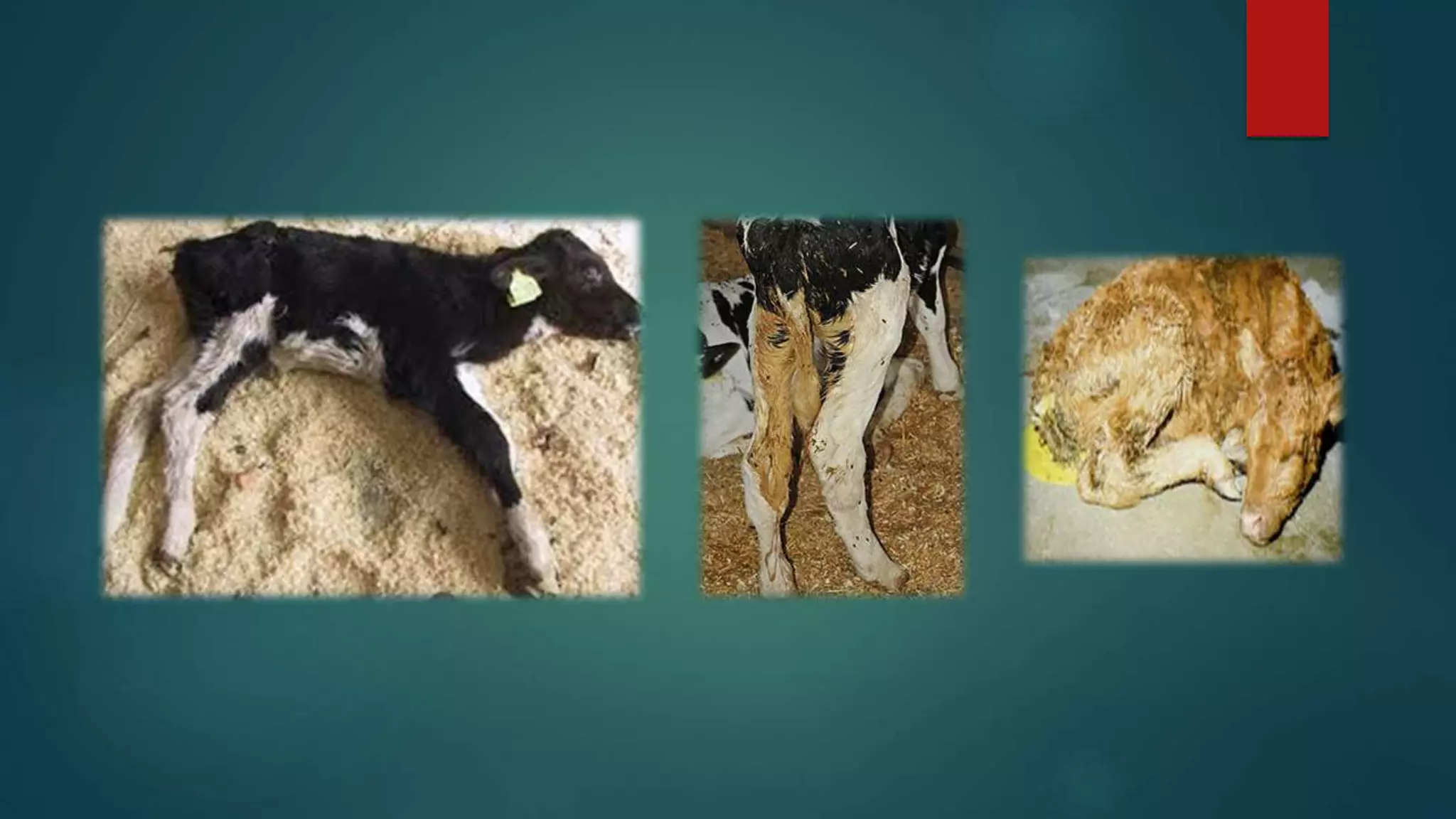 Colibacillosis | PPTX