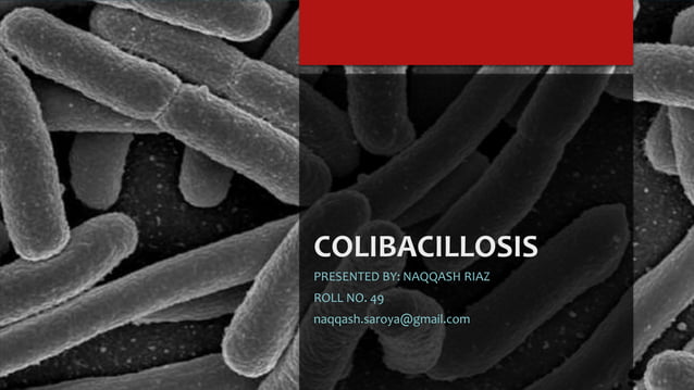 Colibacillosis | PPTX | Digestive Disorders | Diseases and Conditions