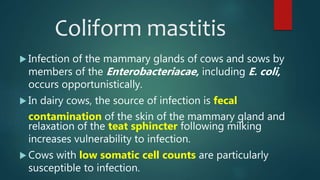 Colibacillosis | PPTX