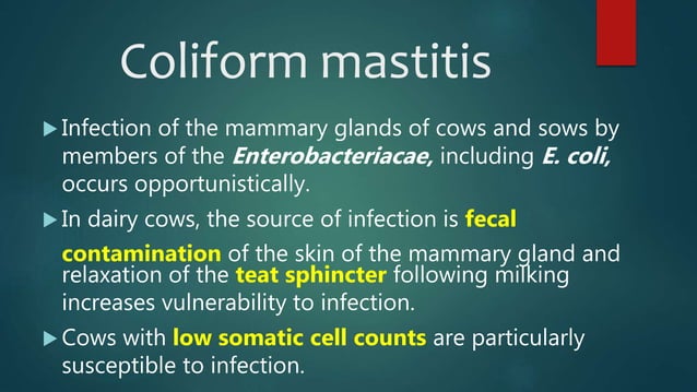 Colibacillosis | PPTX | Digestive Disorders | Diseases and Conditions