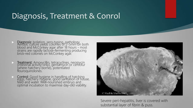 Colibacillosis | PPTX | Digestive Disorders | Diseases and Conditions