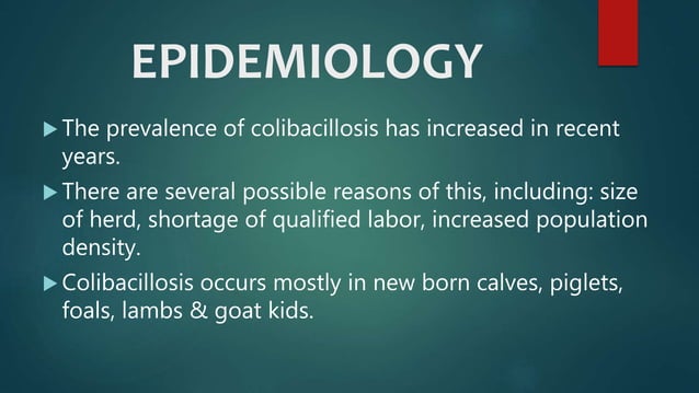 Colibacillosis | PPTX | Digestive Disorders | Diseases and Conditions