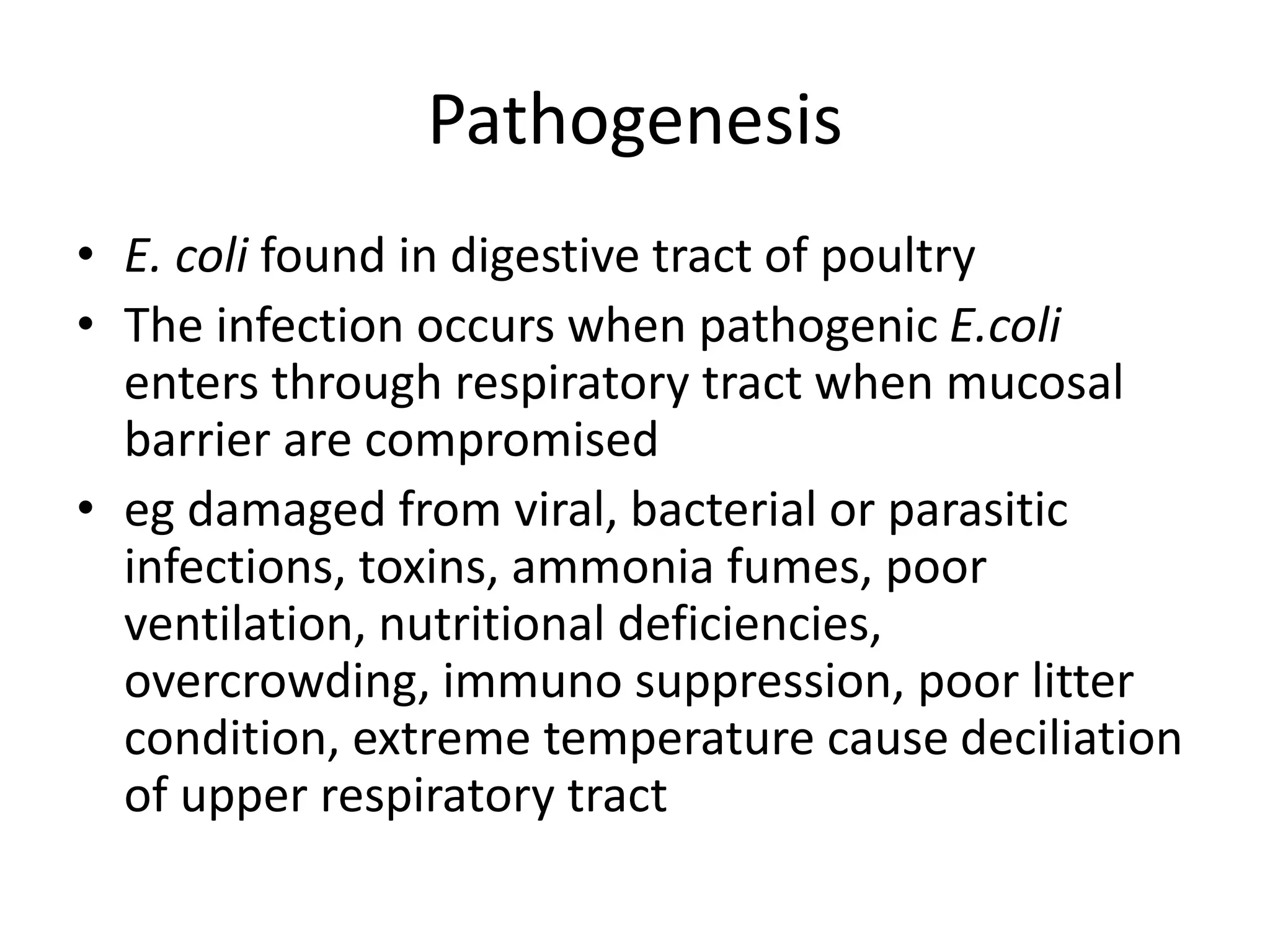 Colibacillosis | PPTX