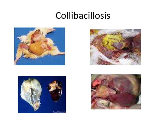 Colibacillosis | PPTX