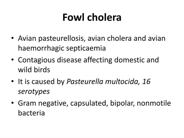 Colibacillosis | PPTX