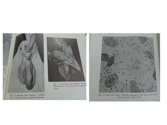 Colibacillosis | PPTX