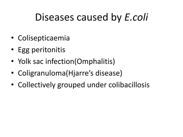 Colibacillosis | PPTX