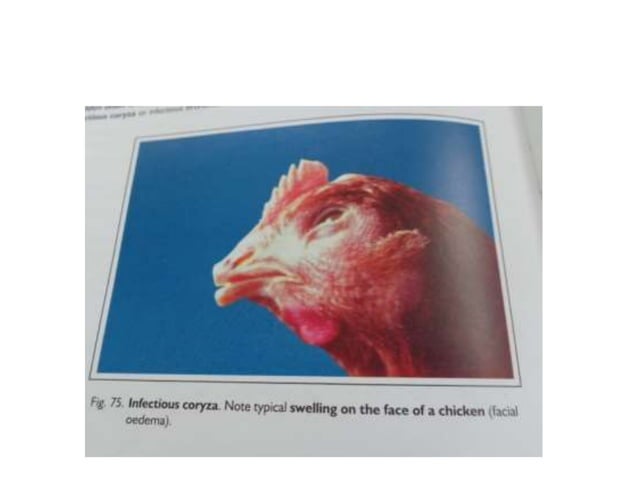 Colibacillosis | PPTX