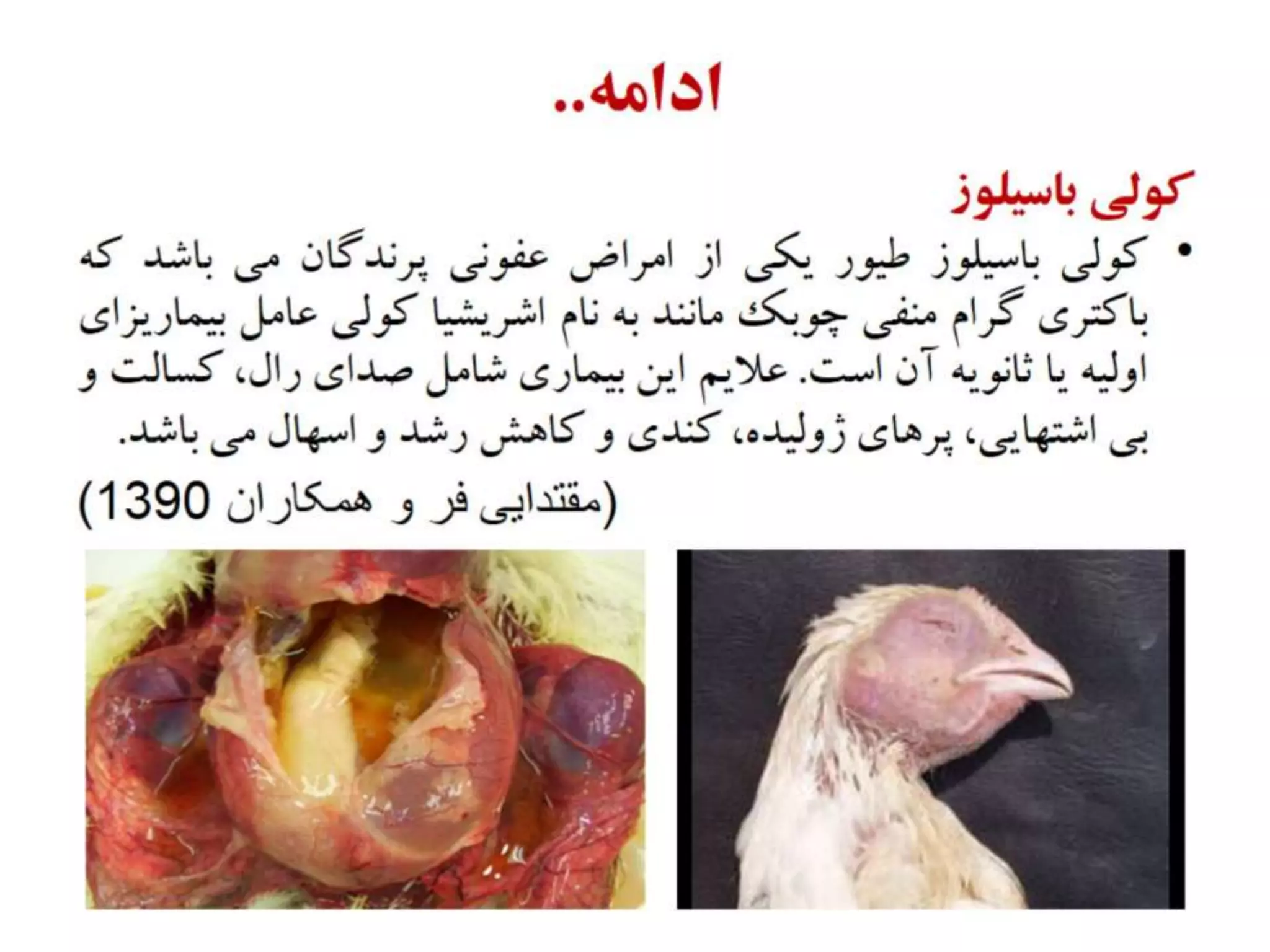 Colibacillosis | PPTX