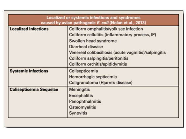 Colibacillosis | PPTX