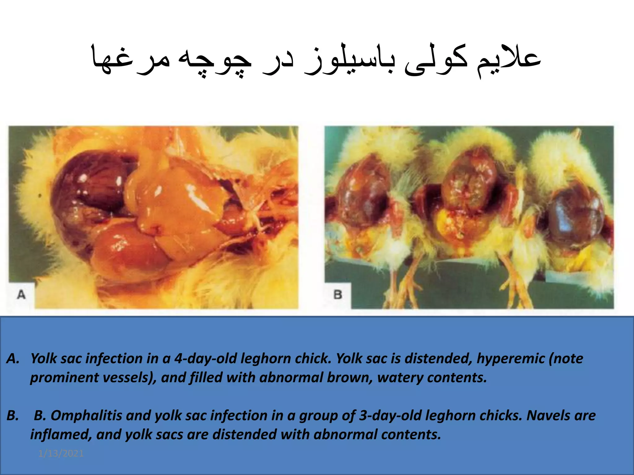 Colibacillosis | PPT