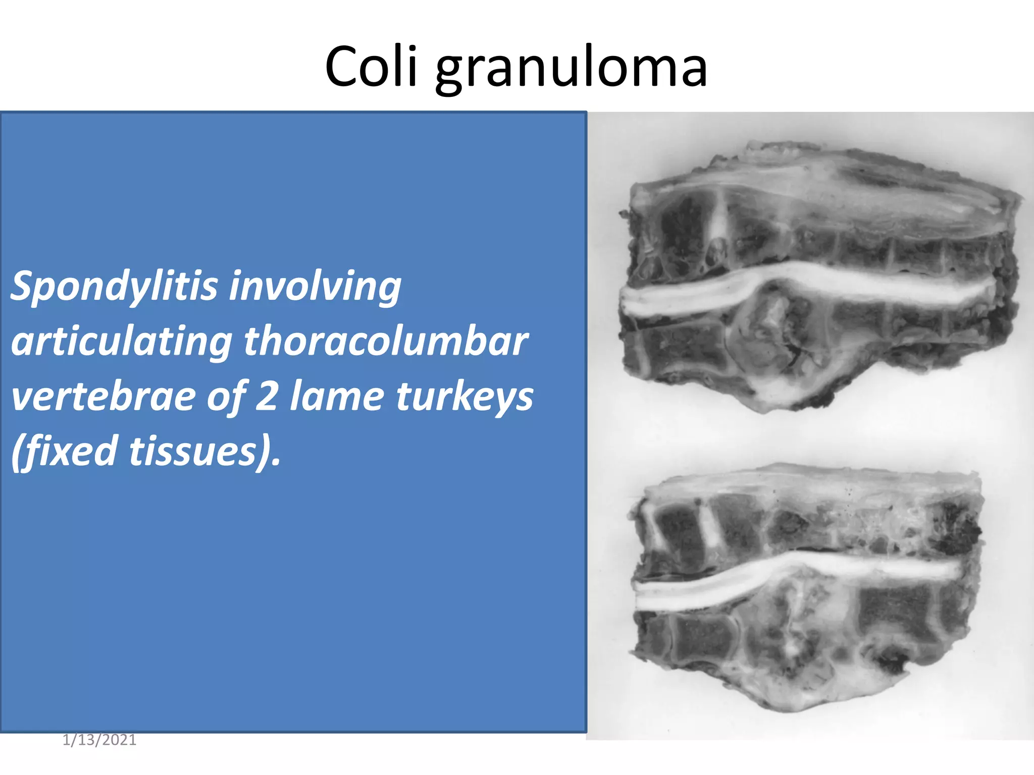 Colibacillosis | PPT