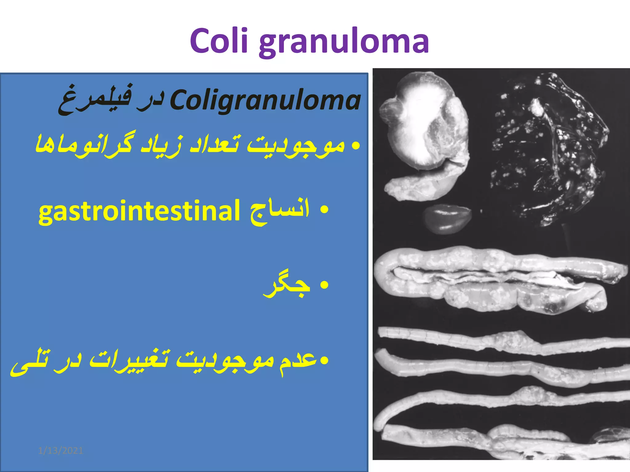 Colibacillosis | PPT
