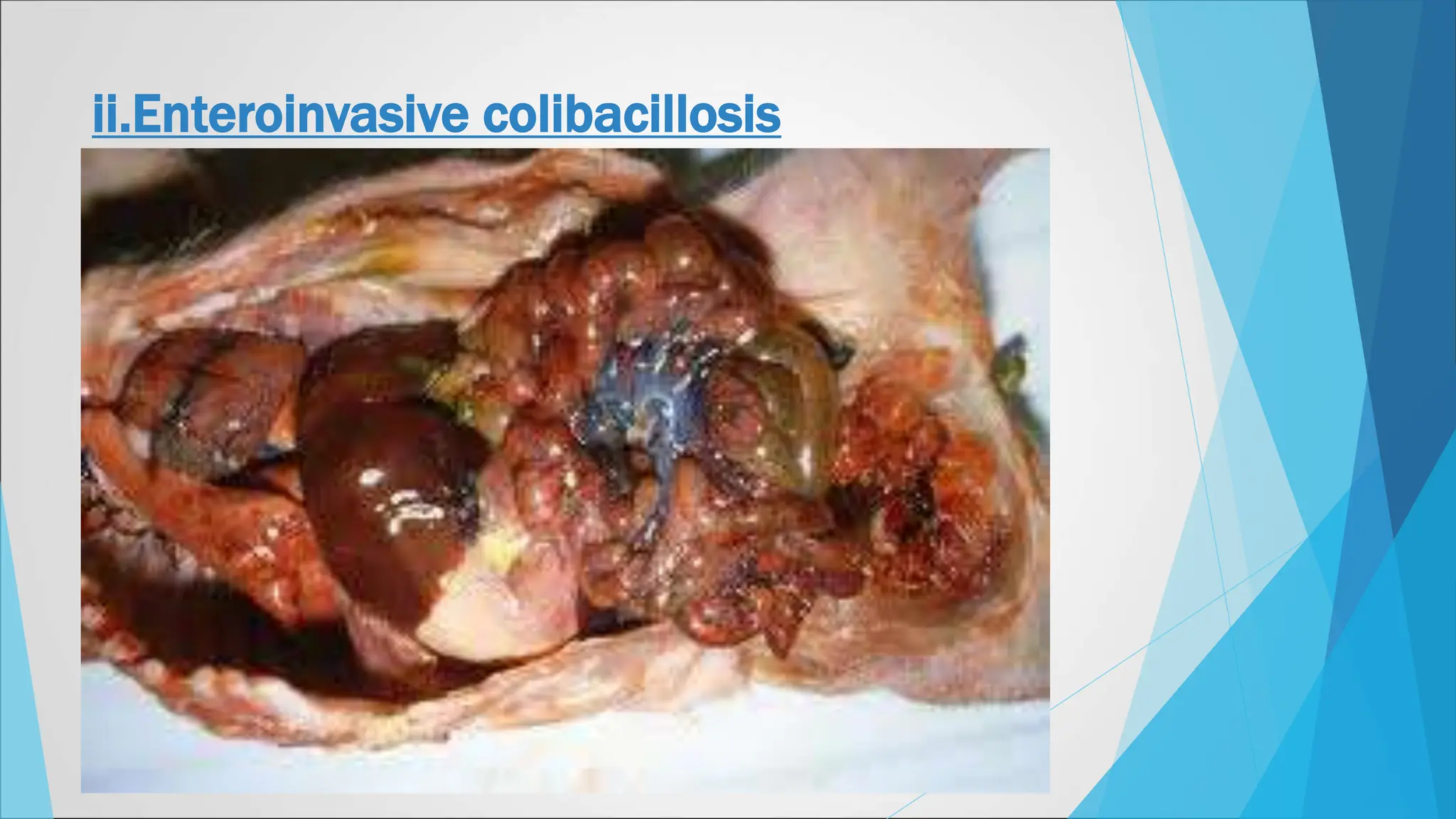 colibacillosis.pptcolibacillosis.ppt colibacillosis.pptcolibacillosis.ppt