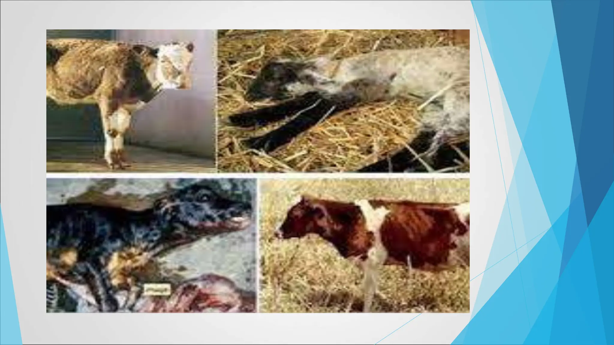 colibacillosis.pptcolibacillosis.ppt colibacillosis.pptcolibacillosis.ppt