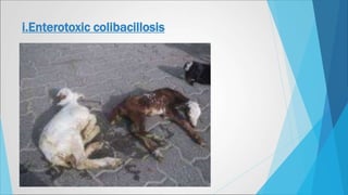 colibacillosis.pptcolibacillosis.ppt colibacillosis.pptcolibacillosis.ppt