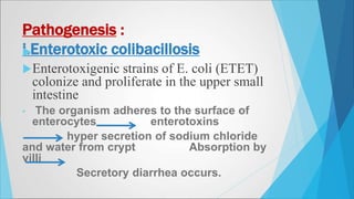 colibacillosis.pptcolibacillosis.ppt colibacillosis.pptcolibacillosis.ppt