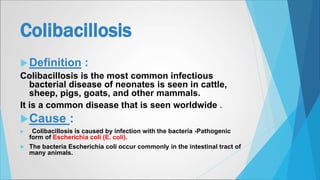 colibacillosis.pptcolibacillosis.ppt colibacillosis.pptcolibacillosis.ppt