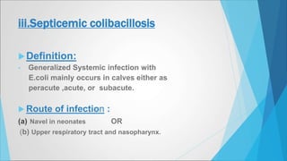 colibacillosis.pptcolibacillosis.ppt colibacillosis.pptcolibacillosis.ppt