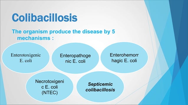 colibacillosis.pptcolibacillosis.ppt colibacillosis.pptcolibacillosis.ppt