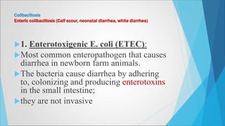 colibacillosis.pptcolibacillosis.ppt colibacillosis.pptcolibacillosis.ppt