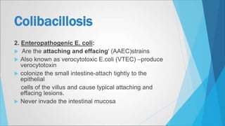 colibacillosis.pptcolibacillosis.ppt colibacillosis.pptcolibacillosis.ppt