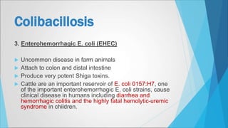colibacillosis.pptcolibacillosis.ppt colibacillosis.pptcolibacillosis.ppt