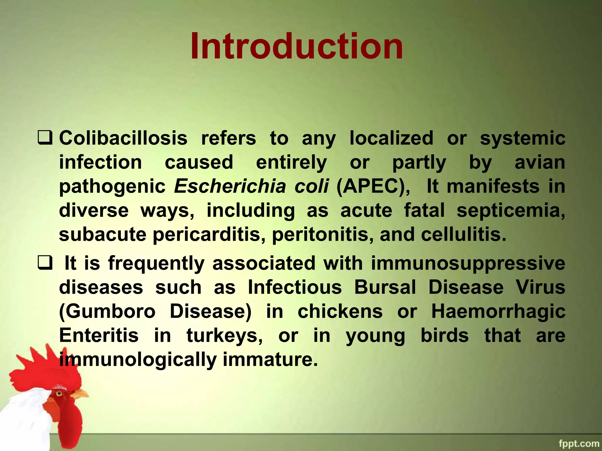 Colibacillosis in poultry | PPT