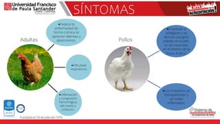COLIBACILOSIS AVIAR.pptx