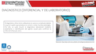 COLIBACILOSIS AVIAR.pptx