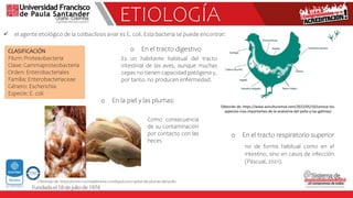 COLIBACILOSIS AVIAR.pptx