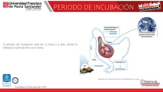 COLIBACILOSIS AVIAR.pptx