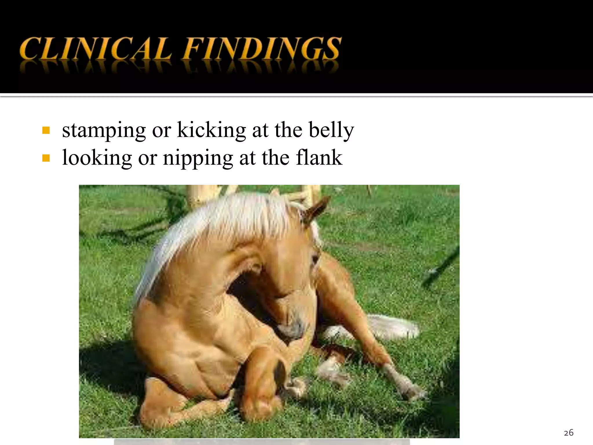 equine colic.types of colic, symptoms, diagnosis, treatment and ...