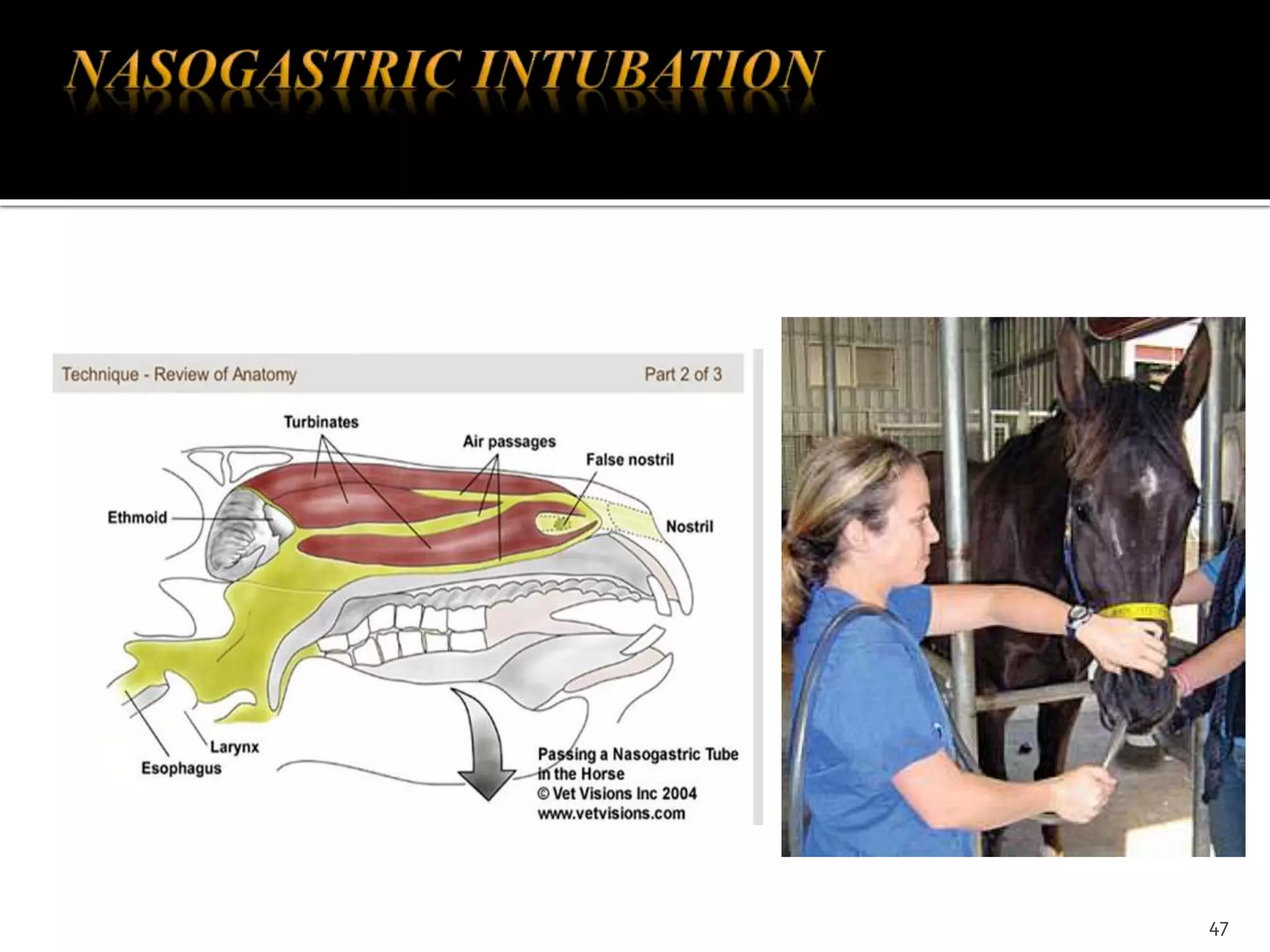 equine colic.types of colic, symptoms, diagnosis, treatment and ...