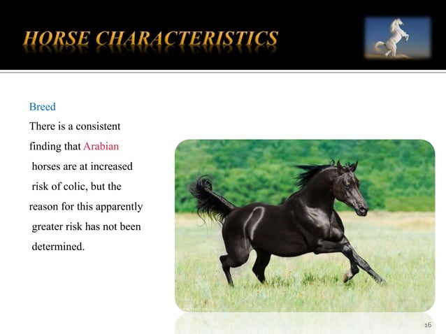 equine colic.types of colic, symptoms, diagnosis, treatment and ...