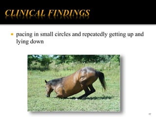 equine colic.types of colic, symptoms, diagnosis, treatment and ...