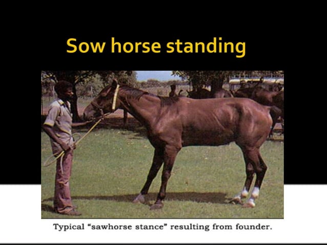equine colic.types of colic, symptoms, diagnosis, treatment and ...
