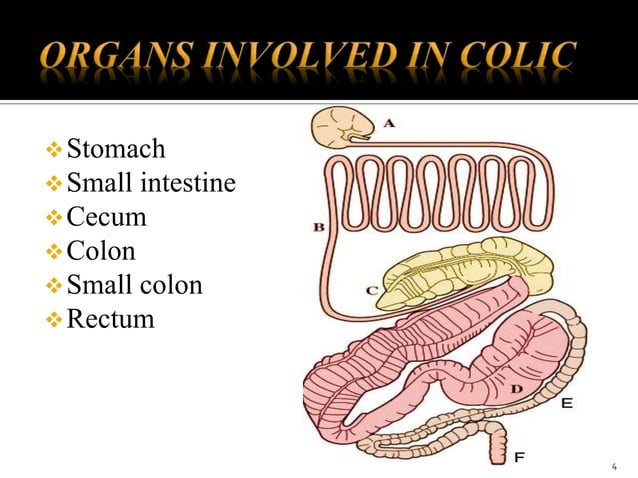 equine colic.types of colic, symptoms, diagnosis, treatment and ...
