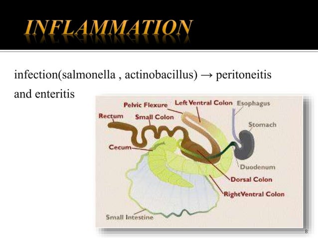 equine colic.types of colic, symptoms, diagnosis, treatment and ...