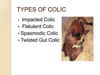 Colic by bharti raj sondhi(types and nutritional therapy and ...